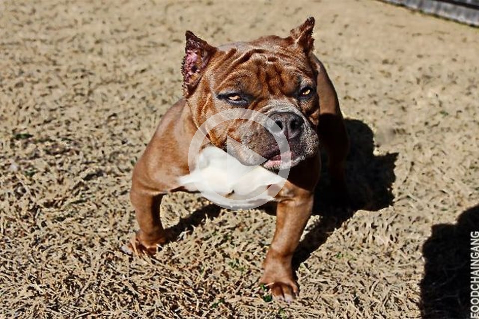 FOODCHAINGANG AMERICAN BULLY – urbanbeatz.tv